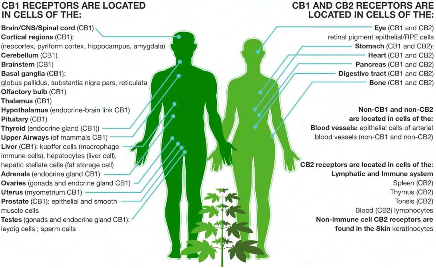 How CBD Works In The Human Body » ReThink