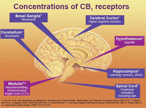 How CBD Works In The Human Body » ReThink